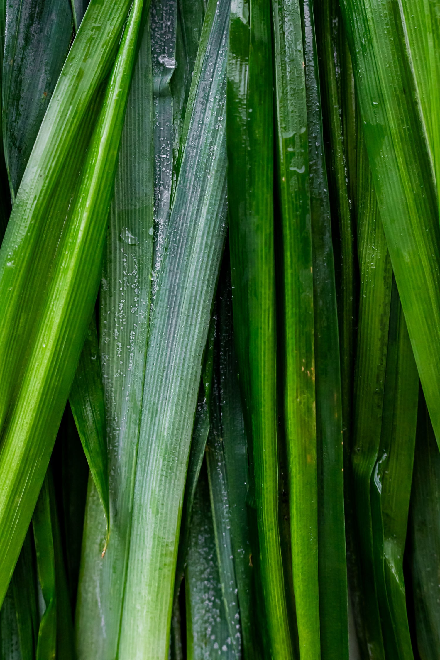 Easy Banh Bo Nuong (Vietnamese Honeycomb Cake) - Cooking Therapy